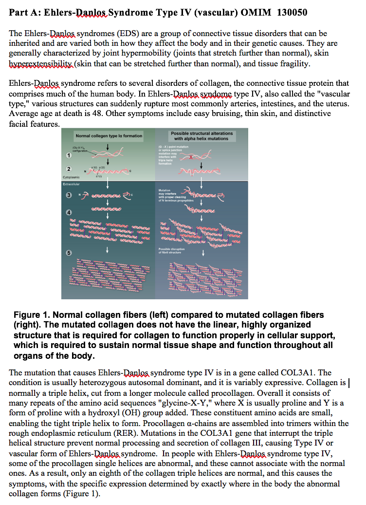 Type 1 Collagen Structure