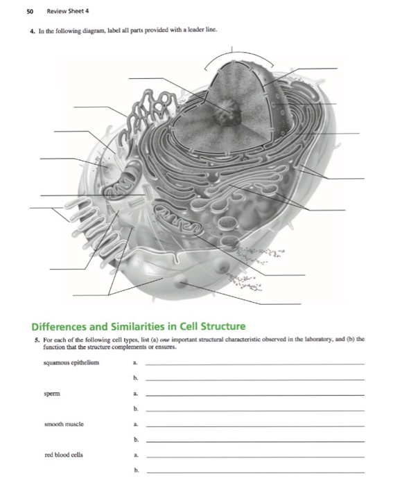 Solved Anatomy of the Composite Cell 1. Define the following | Chegg.com