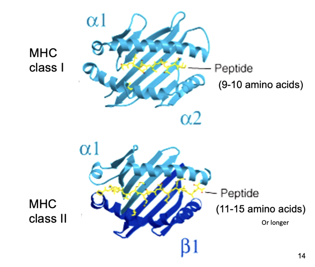 Solved 14The Major Histocompatibility Complex MHC called HLA | Chegg.com