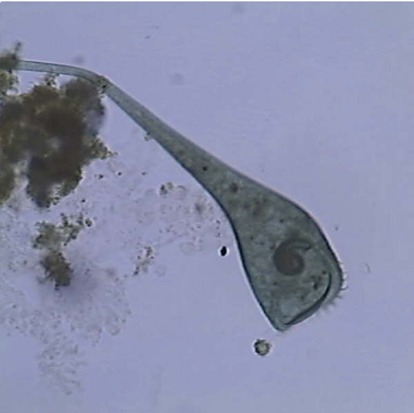 Solved Identify the type of feeding structure this protozoan | Chegg.com