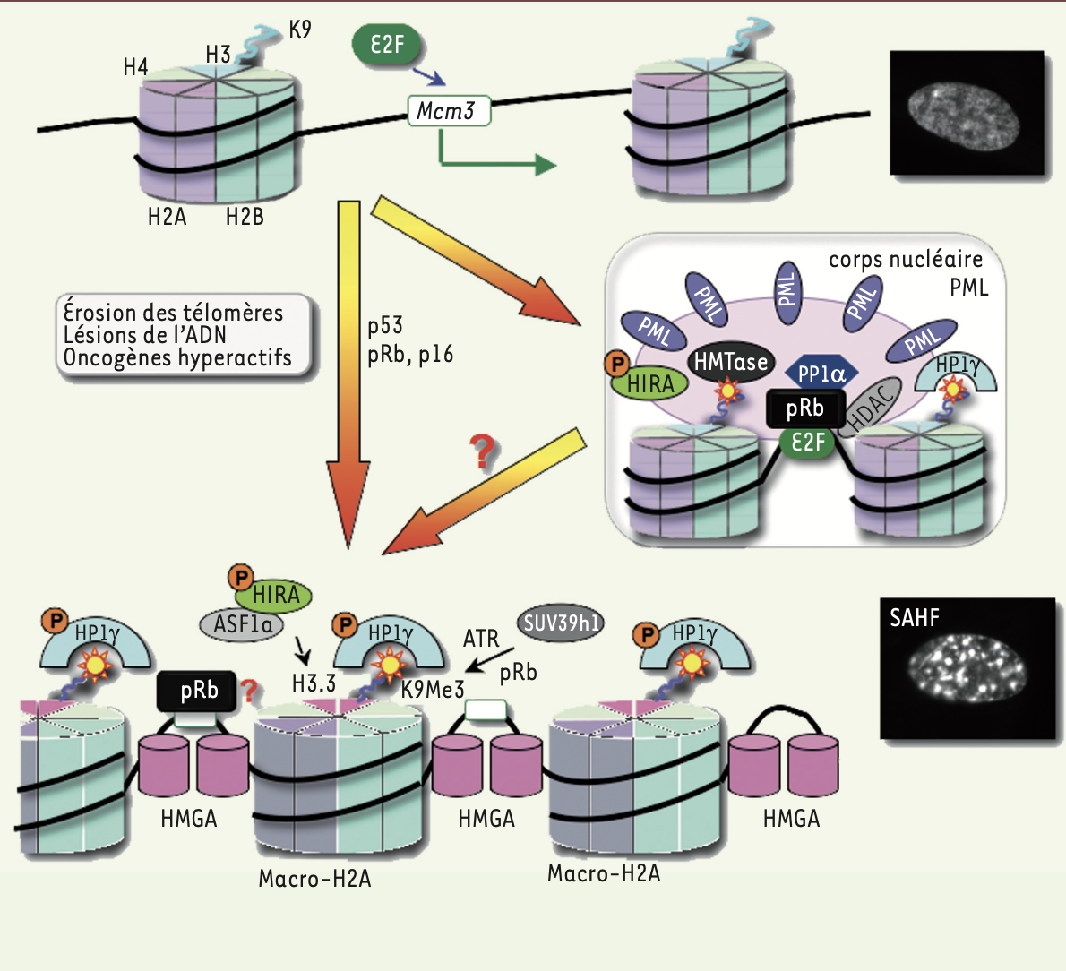 Solved I need this explained step by step in an easy way to | Chegg.com