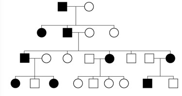 Solved Use the pedigree chart to answer the following and | Chegg.com