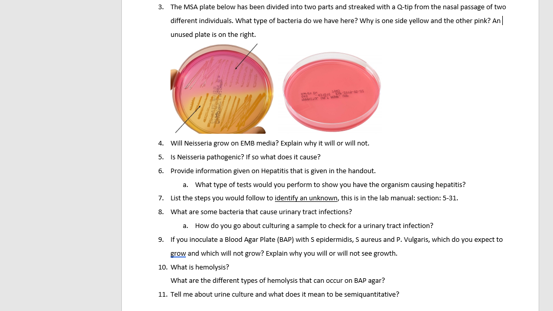 Solved 3. The MSA plate below has been divided into two | Chegg.com