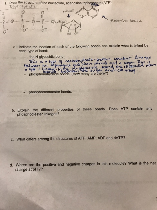 Solved 1. Draw the structure of the nucleotide, adenosine | Chegg.com