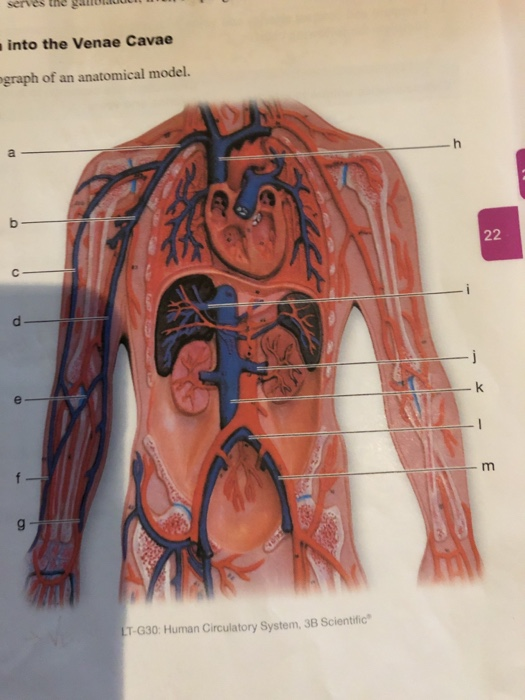 Solved Madle Sacrap Amtariar hloial Adng Moavoal iliac Ate | Chegg.com