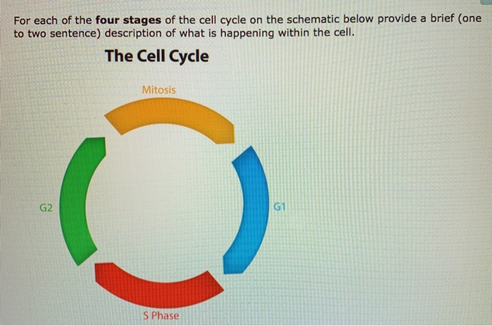 Solved For each of the four stages of the cell cycle on the | Chegg.com