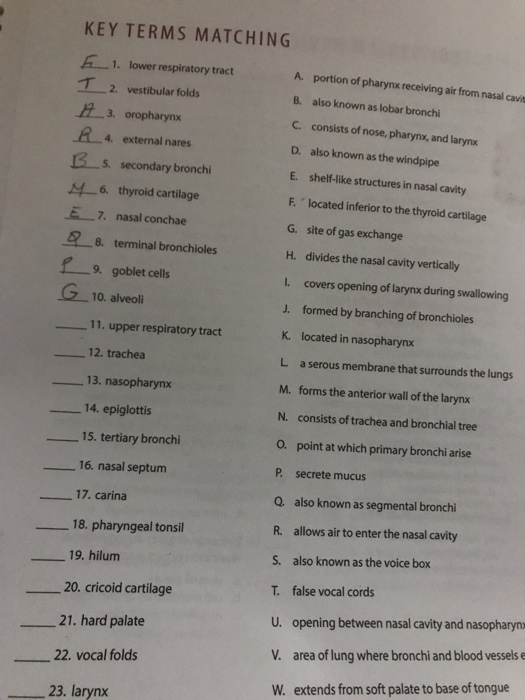 Solved KEY TERMS MATCHING 1. lower respiratory tract T2. | Chegg.com