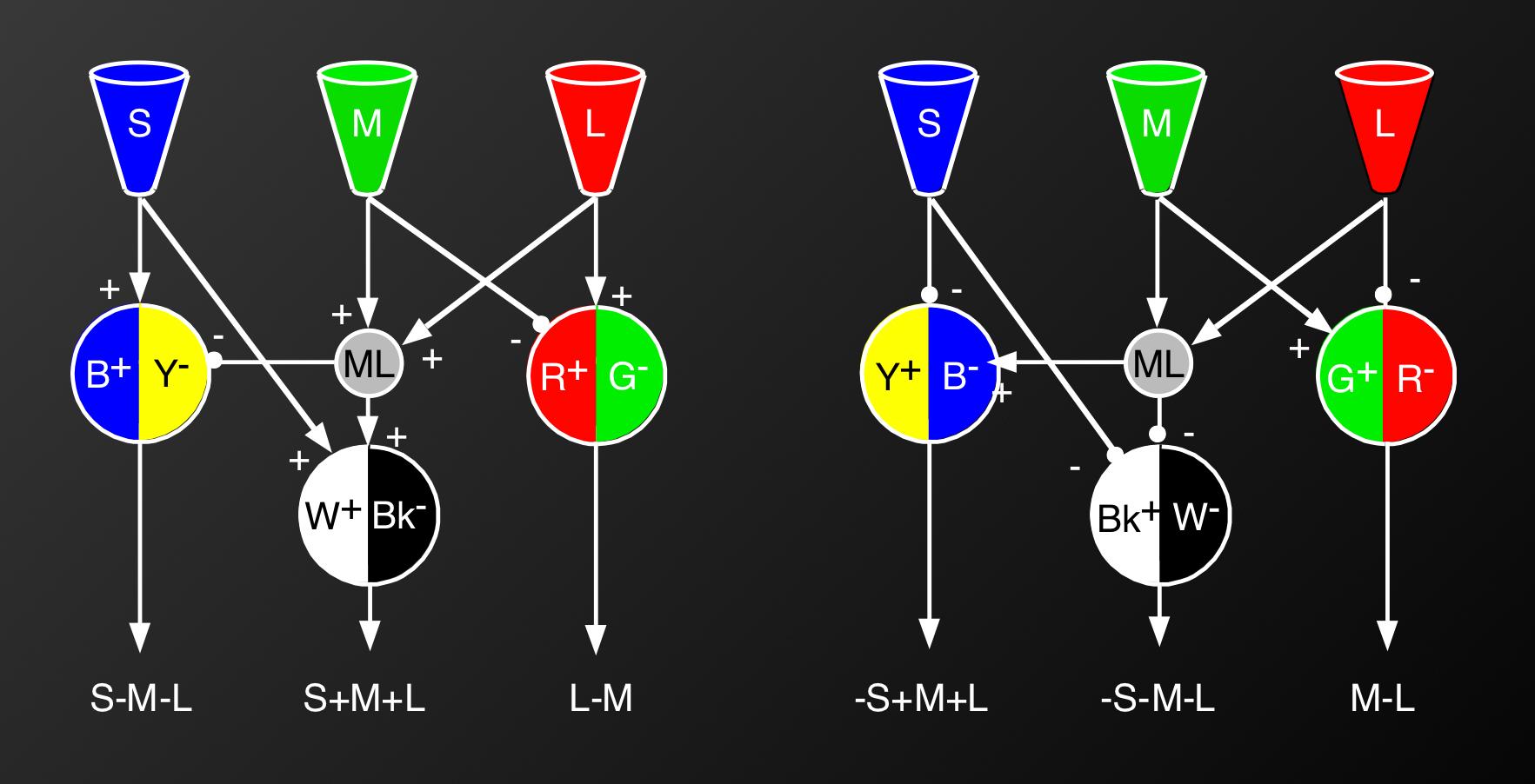 Solved Could you help me explain the opponent cells theory? | Chegg.com