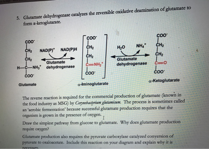 Solved Glutamate dehydrogenase catalyzes the reversible | Chegg.com
