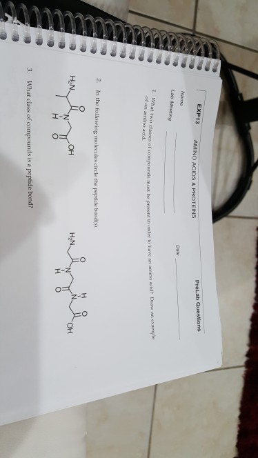 Solved EXP13 PreLab Questions AMINO ACIDS & PROTEINS Dats | Chegg.com