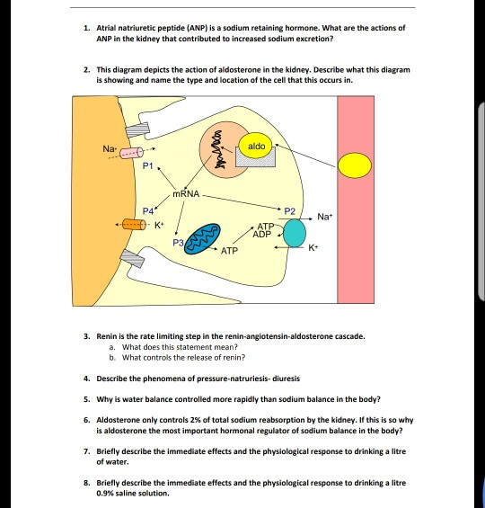Solved 1. Atrial natriuretic peptide (ANP) is a sodium | Chegg.com