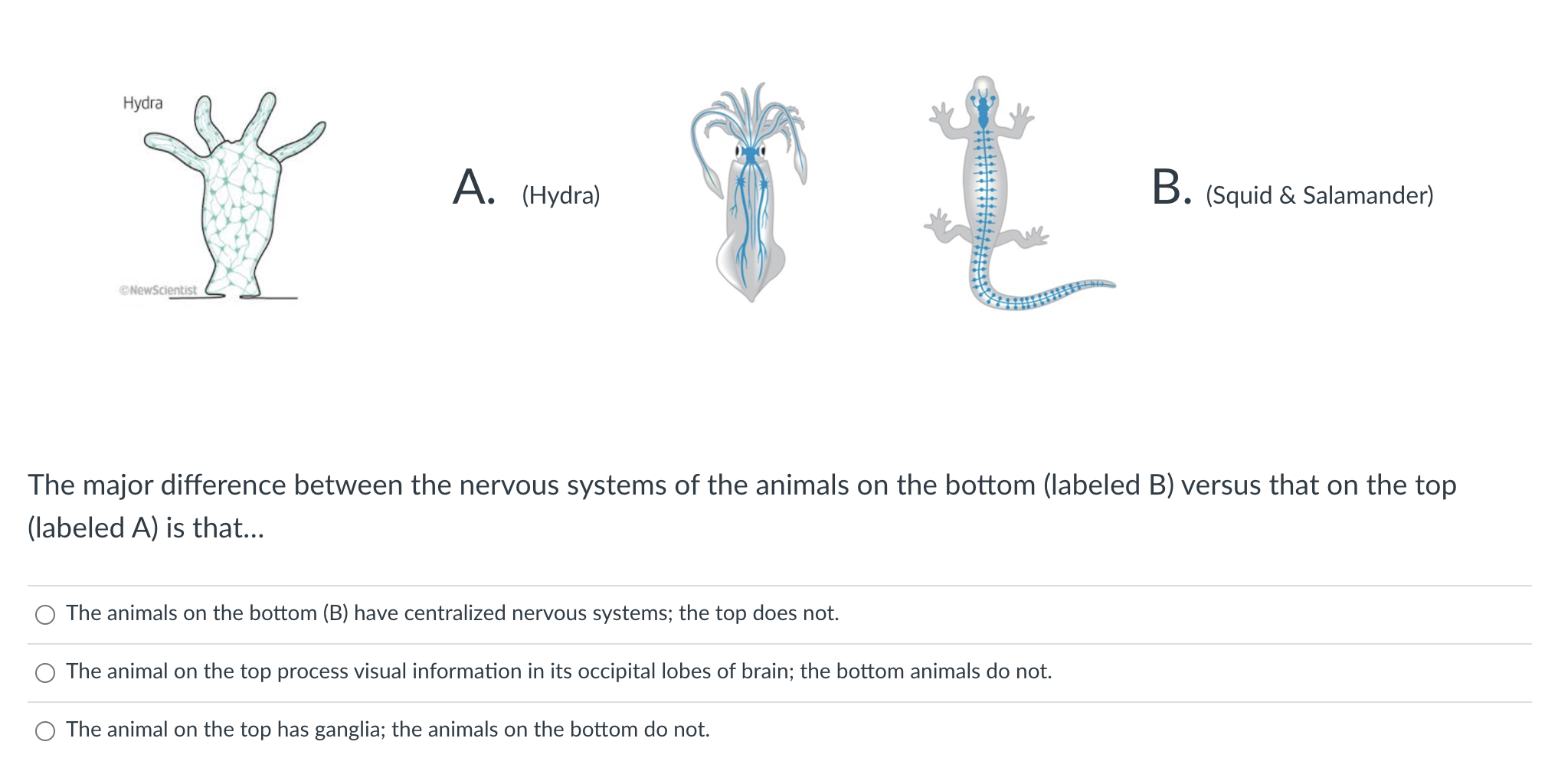 Solved Hydra A. (Hydra) It B. (Squid & Salamander) ©New | Chegg.com