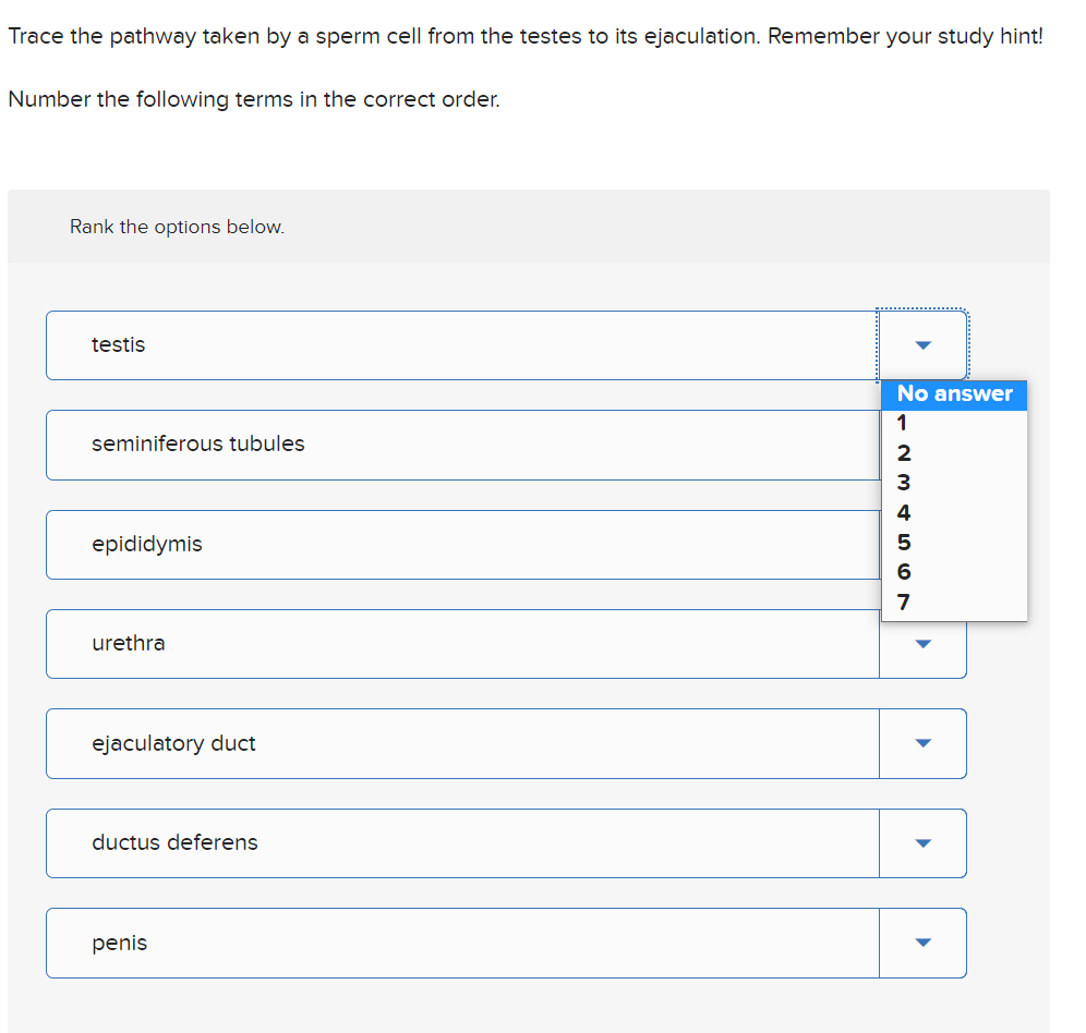 Solved Trace the pathway taken by a sperm cell from the | Chegg.com
