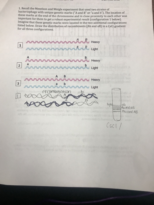 Solved recall the meselson and weigle experiment that used | Chegg.com