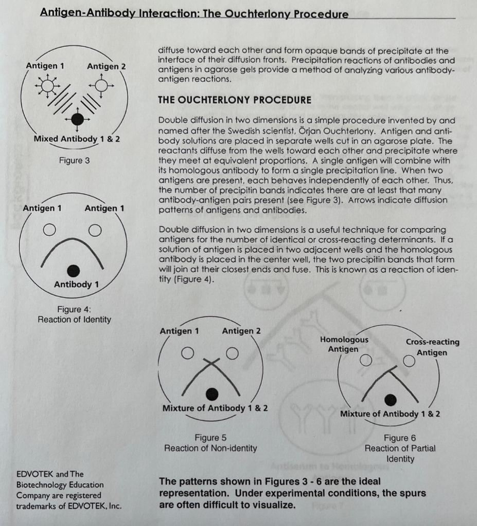 Solved Ouchterlony Double Immunodiffusion: Can you help | Chegg.com