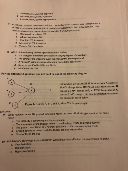 Solved 6) A sudden (increase, decrease) in Na permeability | Chegg.com