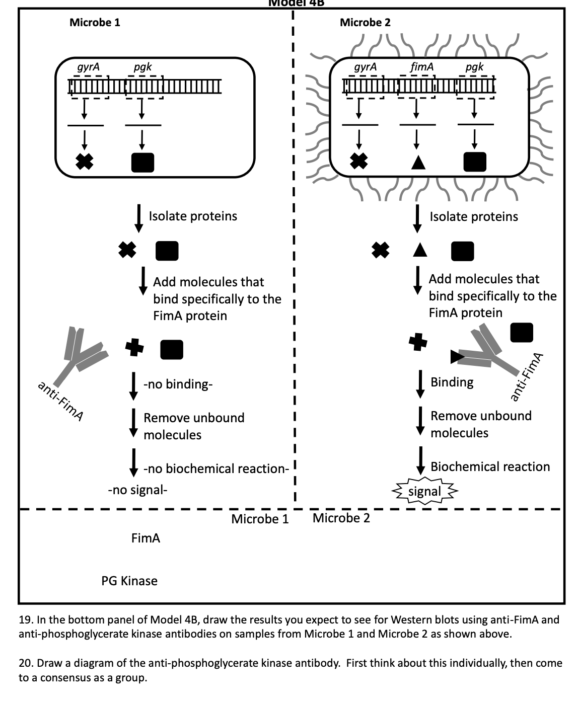 19. In the bottom panel of Model 4B, draw the results | Chegg.com
