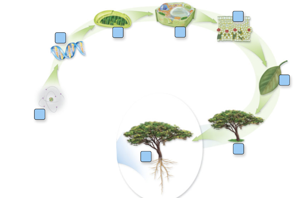 Solved Where do lipids, a class of organic compounds, fit on | Chegg.com Solved Where do lipids, a class of organic compounds, fit on | Chegg.com