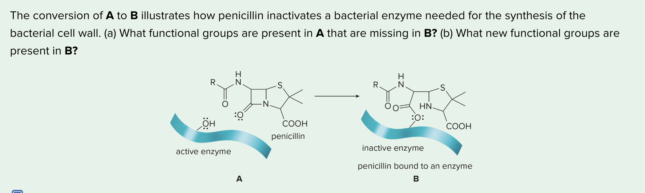Solved The conversion of A to B illustrates how penicillin | Chegg.com