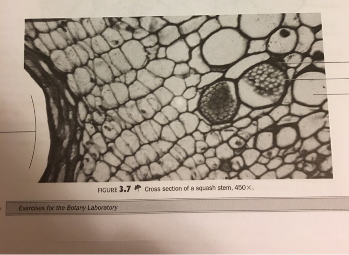 Solved FIGURE 3.7 cross section of a squash stem, 450x. | Chegg.com
