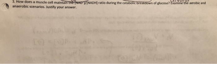Solved How does a muscle cell maintain the NAD+/NADG ratio | Chegg.com
