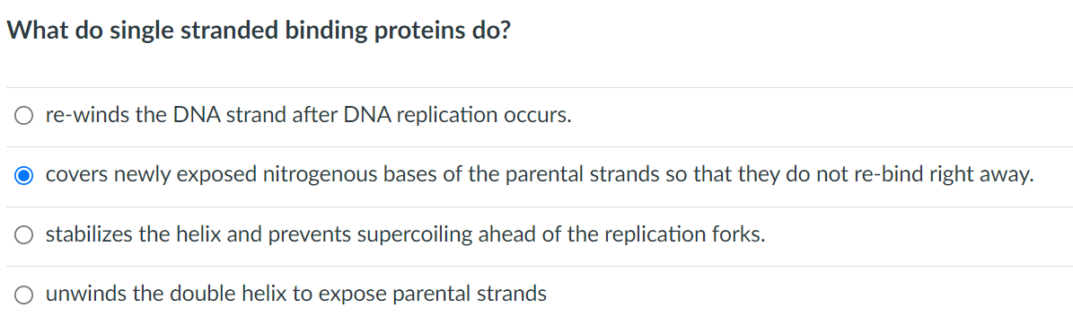 Solved What do single stranded binding proteins do? re-winds | Chegg.com