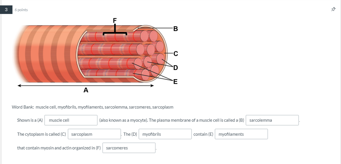 Solved 1 3 points B C Word bank: cardiac muscle, | Chegg.com