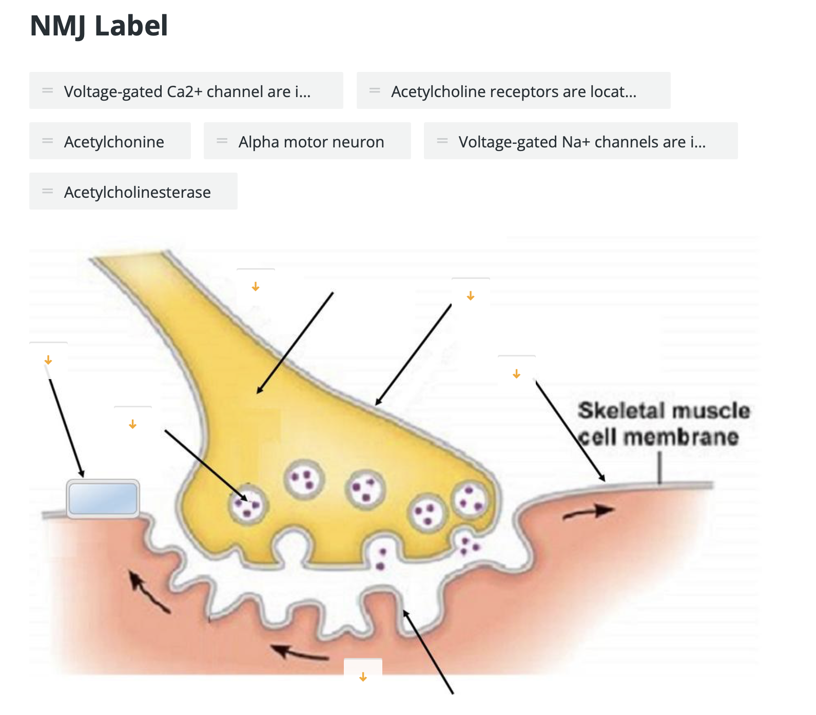 Solved NMJ Label = Voltage-gated Ca2+ channel are i... = | Chegg.com
