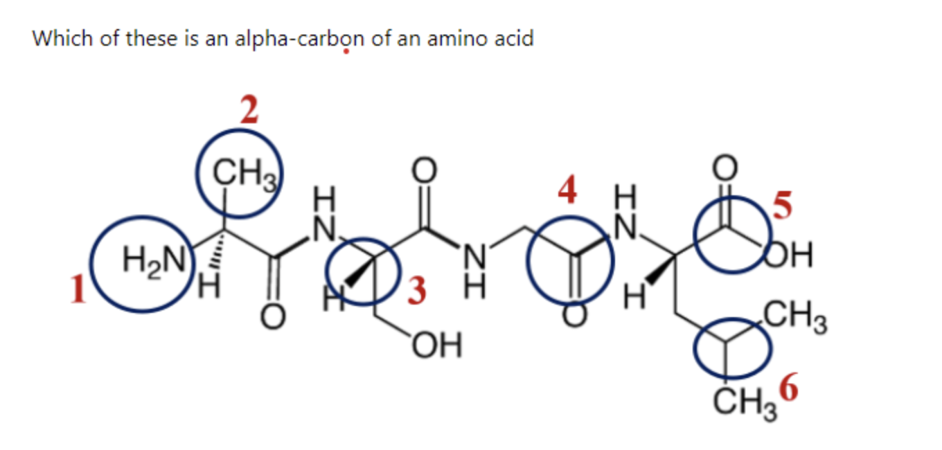 Solved Which of these is an alpha-carbon of an amino acid | Chegg.com