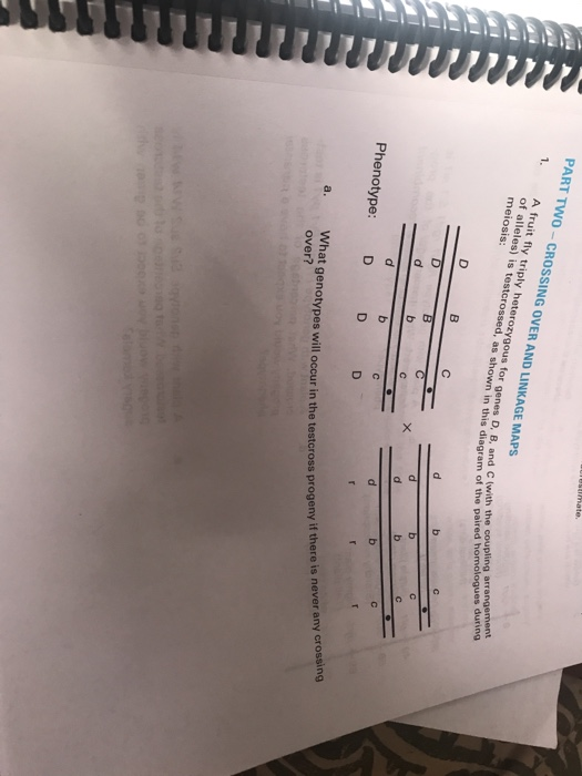 Solved C UTestimate PART TWO-CROSSING OVER AND LINKAGE MAPS | Chegg.com