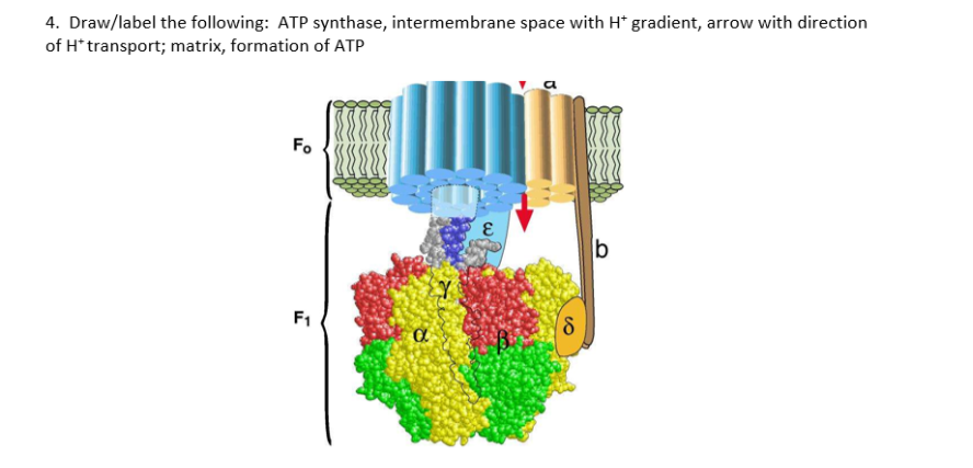 Solved 4. Draw/label the following: ATP synthase, | Chegg.com