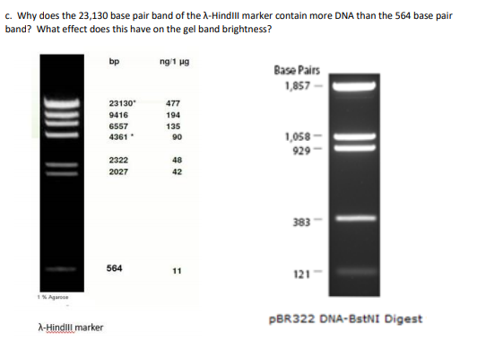Solved 1-Hindill Marker pUC19/uncut PUC19/Hind III | Chegg.com