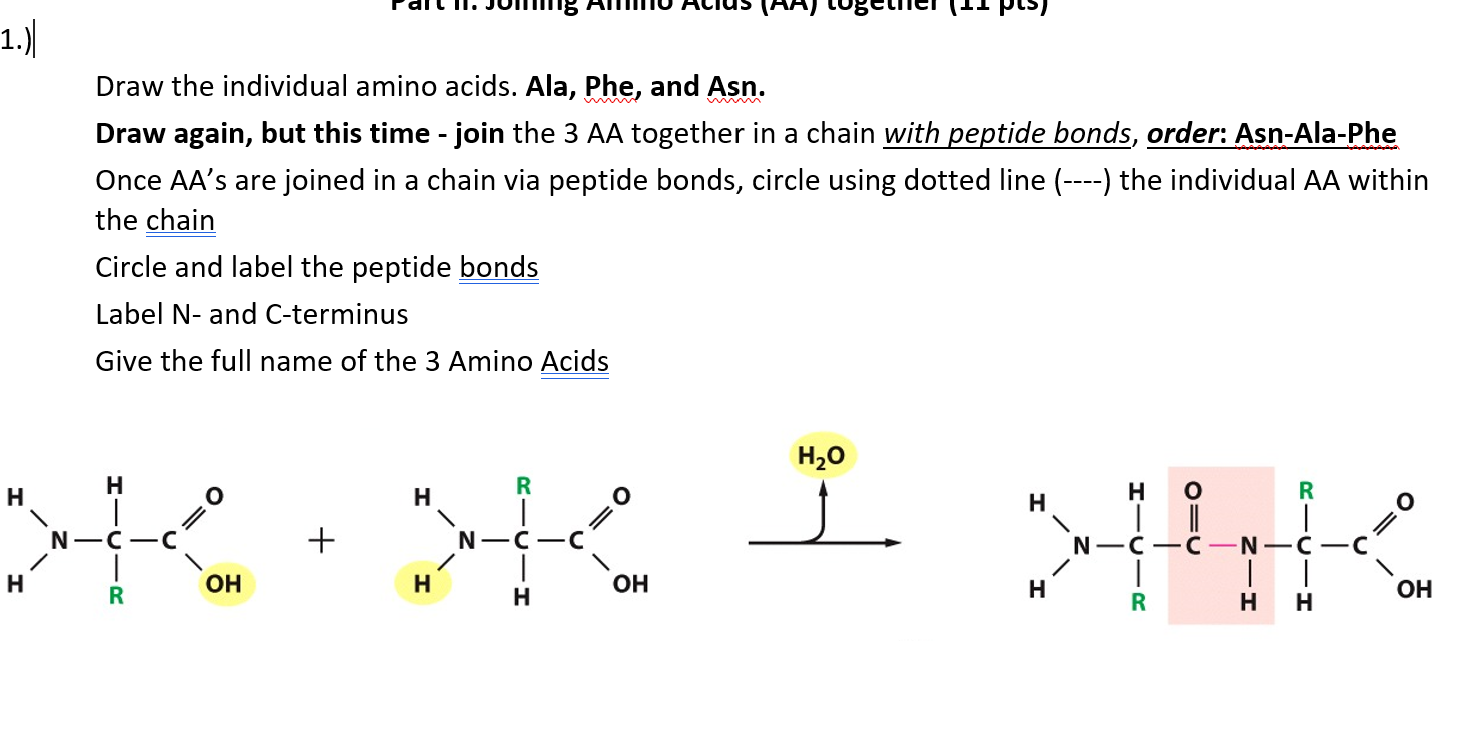 Solved 1.) Draw the individual amino acids. Ala, Phe, and | Chegg.com