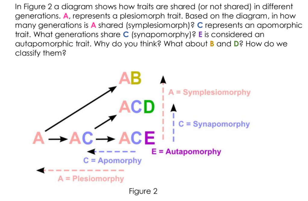 Solved In Figure 2 a diagram shows how traits are shared (or | Chegg.com
