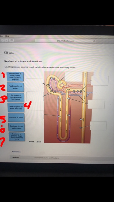 Solved 0.38 poimts Nephron structures and functions Label | Chegg.com