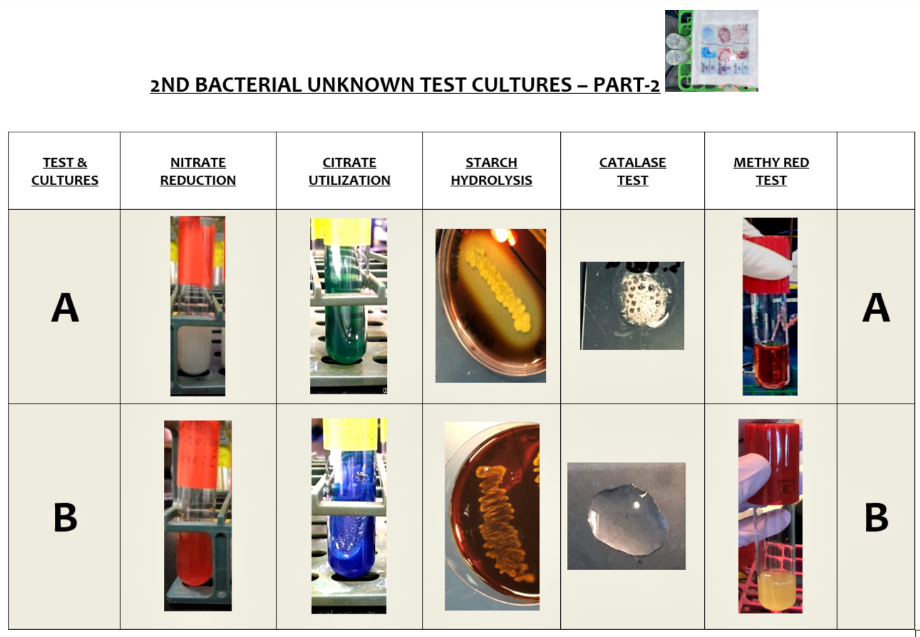 Solved MICROBIOLOGY 2ND BACTERIAL UNKNOWN TEST CULTURES PART | Chegg.com