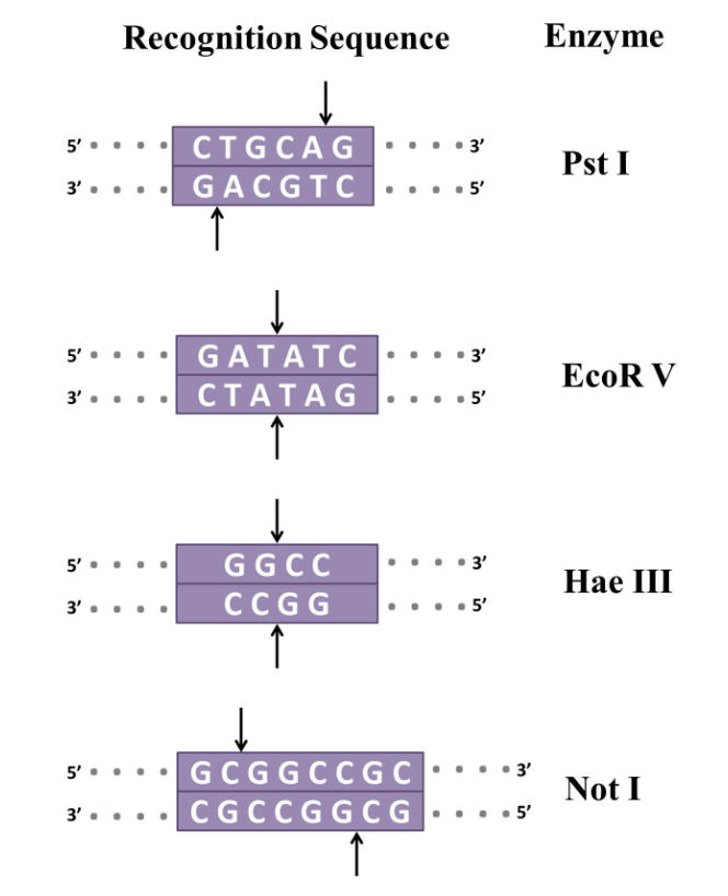 Solved Some restriction enzymes produce cohesive ("sticky") | Chegg.com