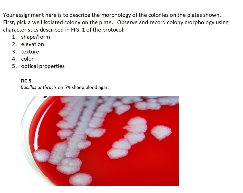 Solved Your assignment here is to describe the morphology of | Chegg.com