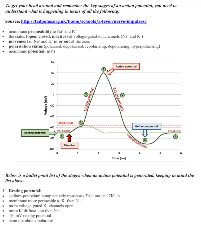 Table - Summary of the Events of an Action Potential | Chegg.com