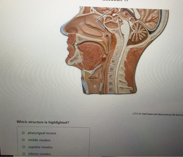 Solved LT-C14 Haif Head with Musculature.30 The highlighted | Chegg.com