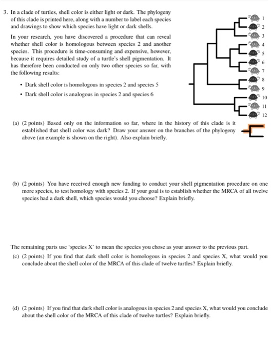 Solved 3. In a clade of turtles, shell color is either light | Chegg.com