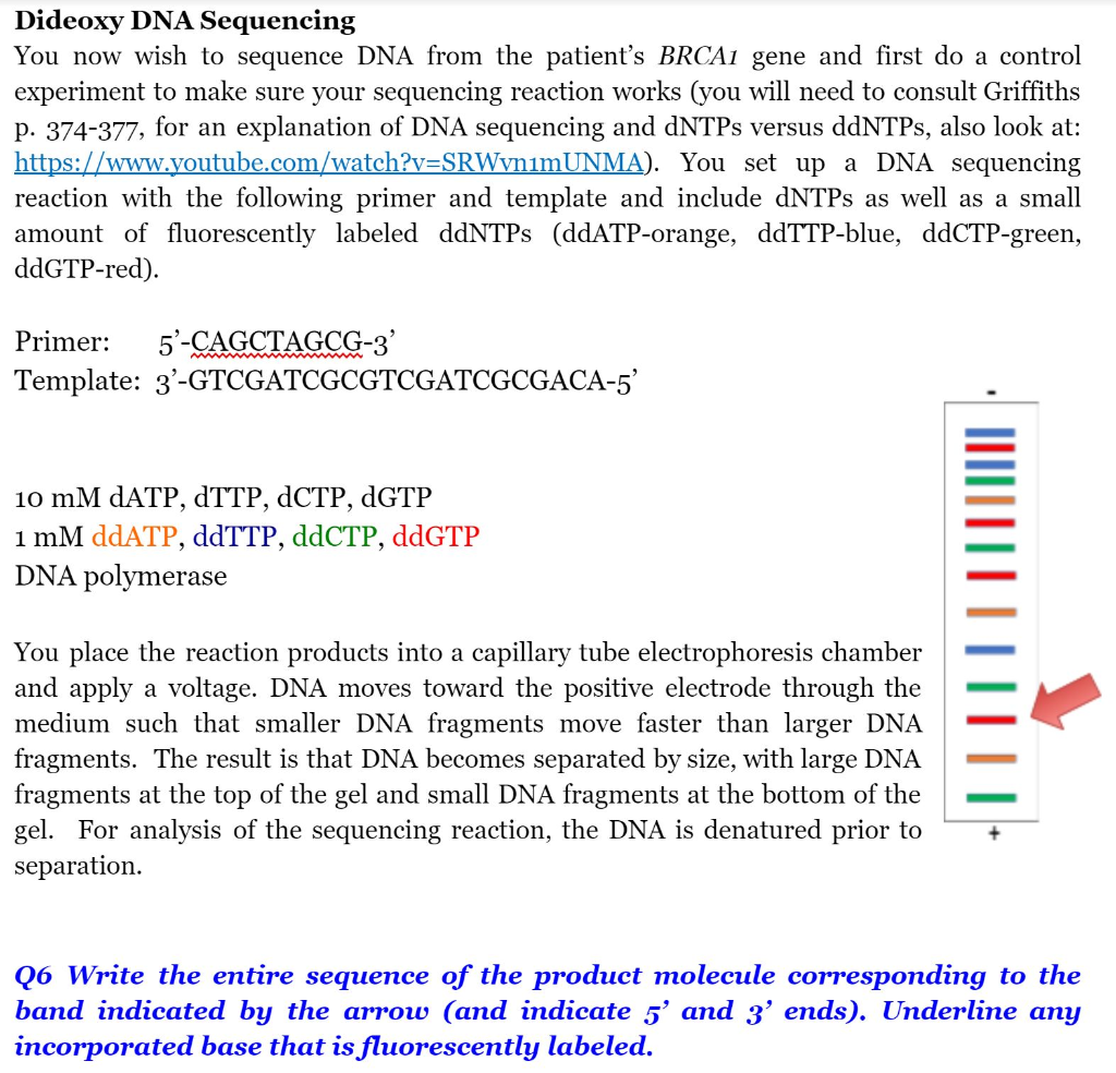 Solved Dideoxy DNA Sequencing You now wish to sequence DNA | Chegg.com
