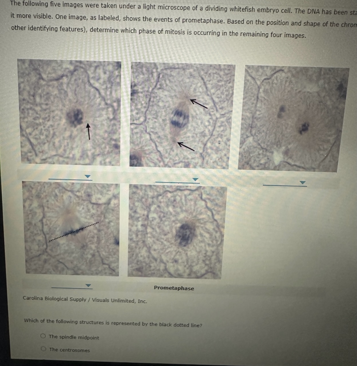 Solved The following five images were taken under a light | Chegg.com