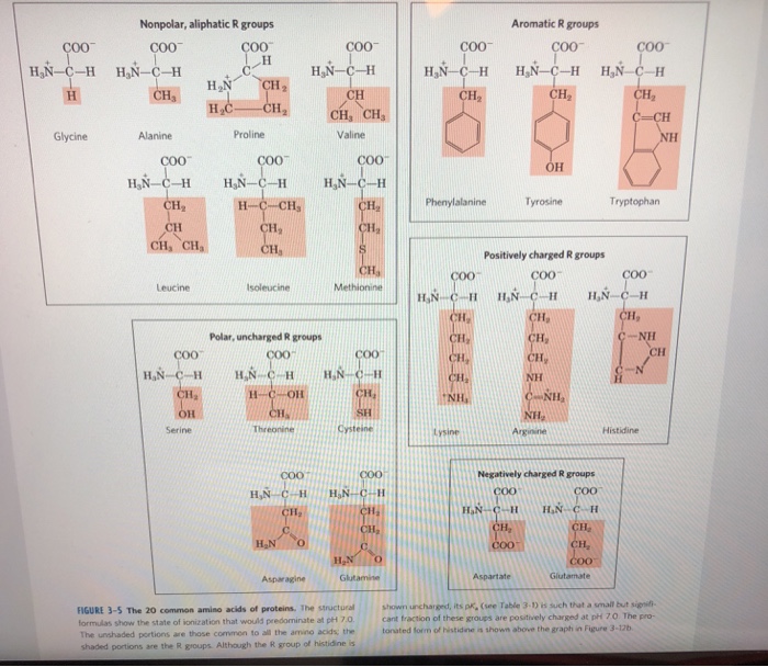 Solved Ila. Draw the titration curve for lysine serving as a | Chegg.com