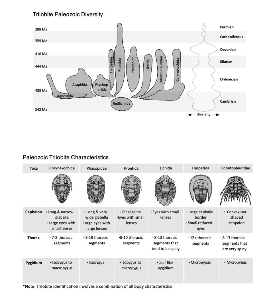 Solved Worksheet 1: Question: As you can see by the museum | Chegg.com