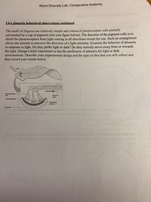 Solved Worm Diversity Lab: Comparative Anatomy The ocelli of | Chegg.com