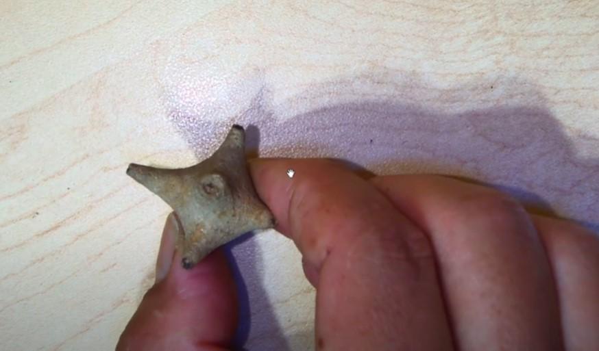 Solved Identify the fossil Common name: Geologic | Chegg.com