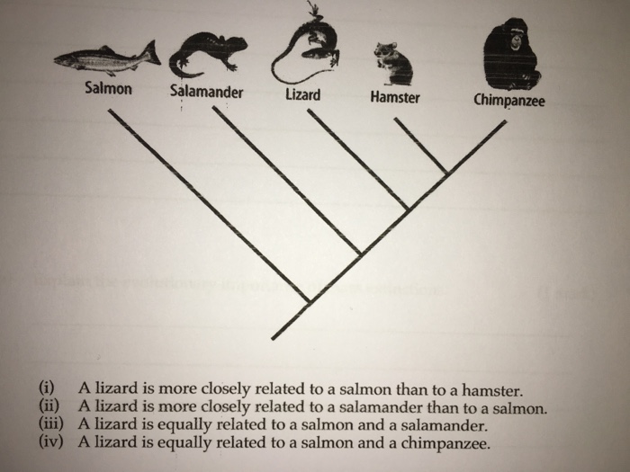 Solved Using phylogenetic trees, choose the correct answer | Chegg.com