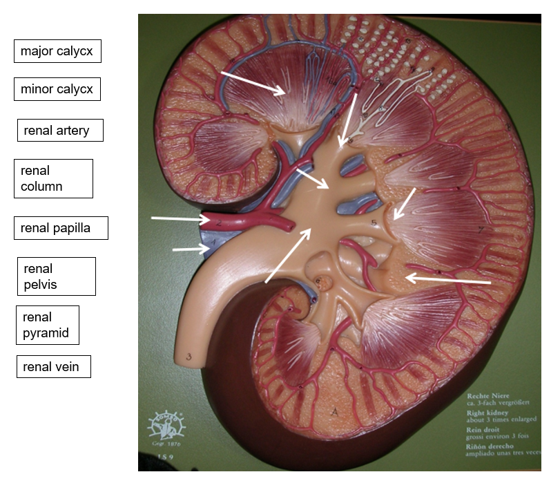 Solved Review of urinary system anatomy (40 pts) This | Chegg.com