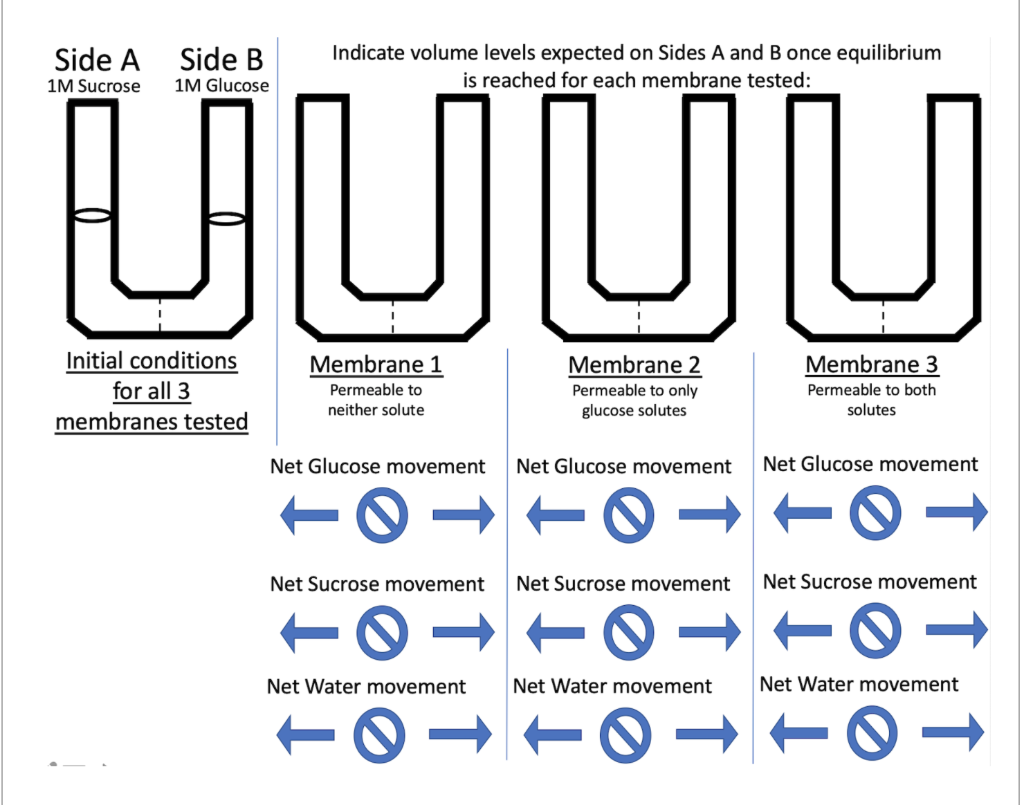 Solved Side A 1M Sucrose Side B 1M Glucose Indicate volume | Chegg.com